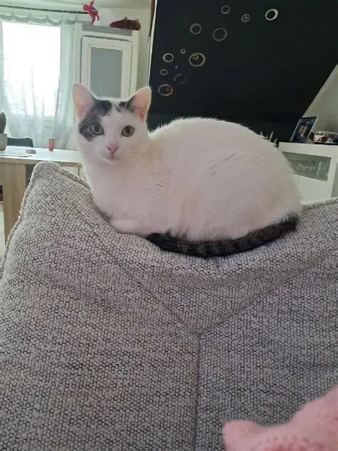 Chatte Perdue 44 Loire Atlantique Robine Mb7rmpjkmw 