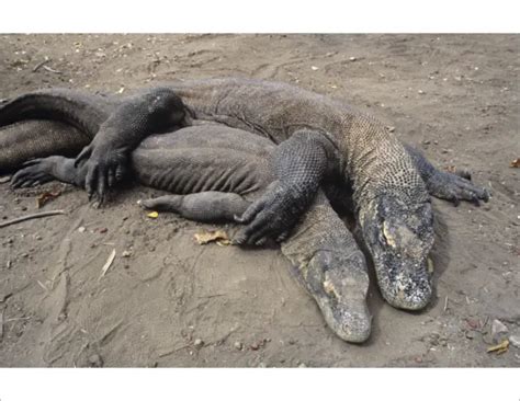 Photographic Print Of Komodo Dragon Pair Mating Media Storehouse