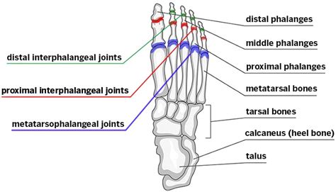 Anatomy Of The Toe How To Have Beautiful Healthy Feet Banish