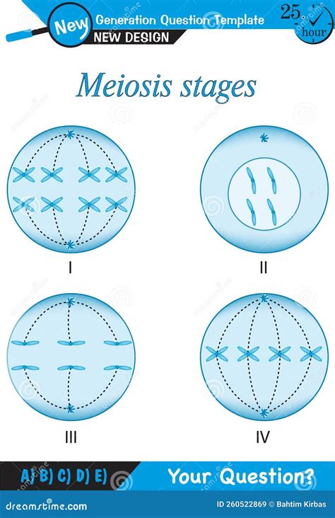 4 Stages Of Meiosis