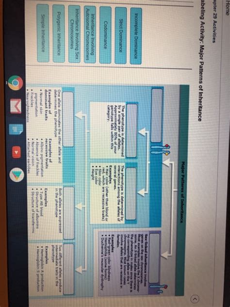 Solved Drag The Labels Onto The Diagram To Identify The