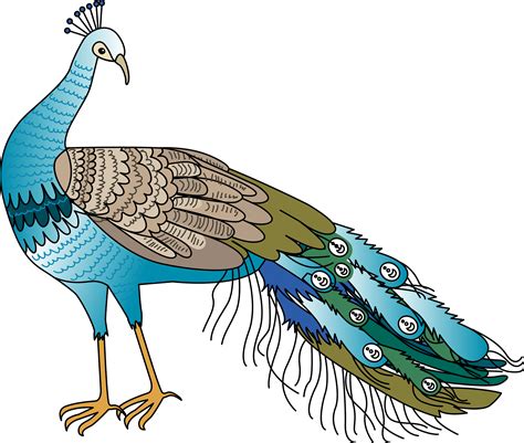 Free Peacockss Download Free Peacockss Png Images Free Cliparts On
