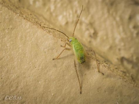 Tiny Bug Bugguidenet