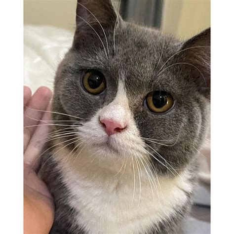 Jual Kucing British Shorthair X Persia Kitten Shopee Indonesia