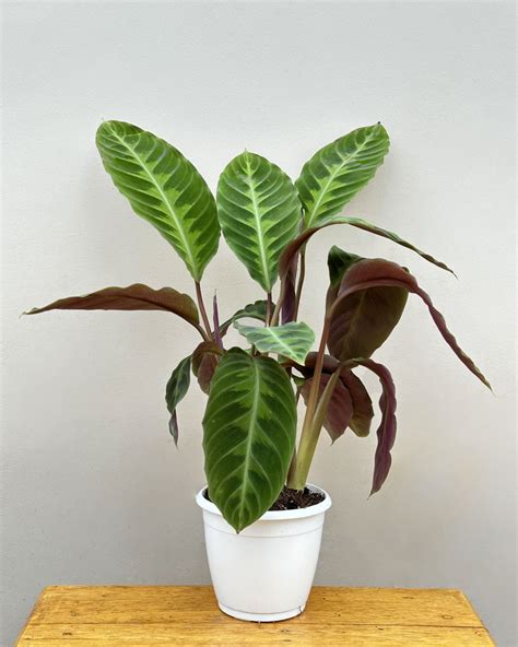 Buy Calathea Plant Variety In India Pan India Delivery Unlimitedgreens