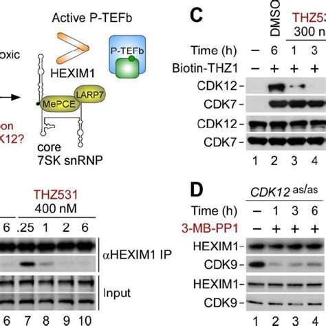 P Tefb And Atm Promote Gene Induction In Cdk12 Targeted Cells Download Scientific Diagram