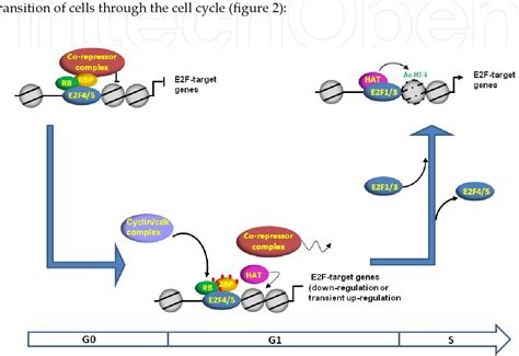 Chromatin Structure And Gene Expression