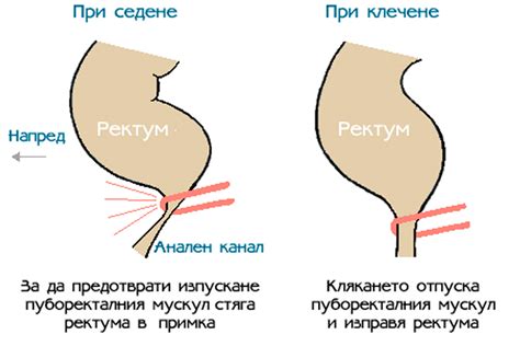 Естествена дефекация - предпоставка за здраве - Здрав живот