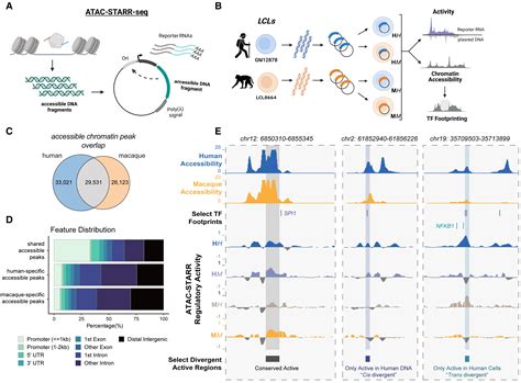 Human Gene Regulatory Evolution Is Driven By The Divergence Of