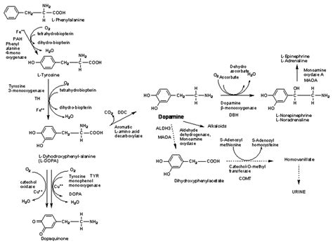 Examination Of Association To Autism Of Common Genetic Variation In Genes Related To Dopamine Pmc