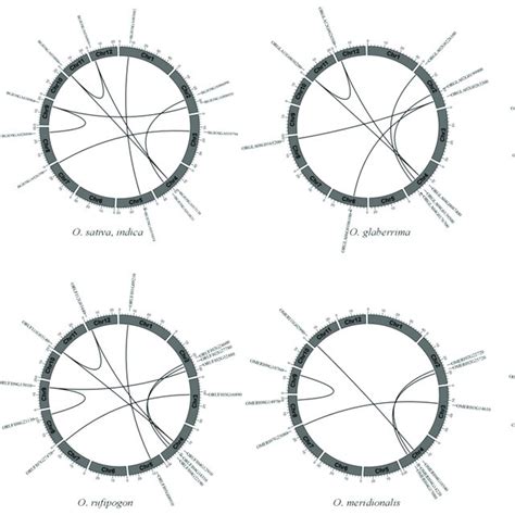 Collinearity Analysis Of Agcs In Oryza Species Download Scientific
