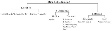 Chapter 1 Methds Of Studying Histology Learn Histology