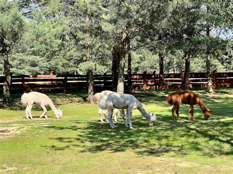 Premium Photo Alpacas Grazing On The Grass In The Yard
