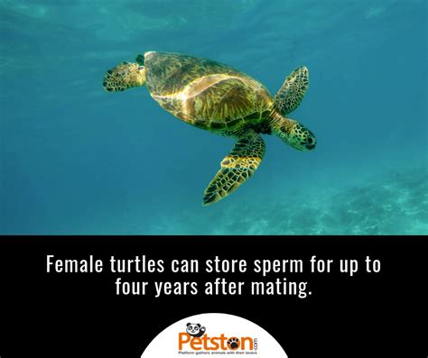 Turtles Turtle Tortoiseforum Tortoiselove Instatortoise Tortoiselife Turtlepower