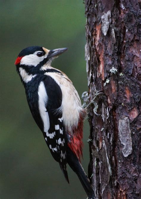 딱따구리과의 오색딱따구리 네이버 블로그