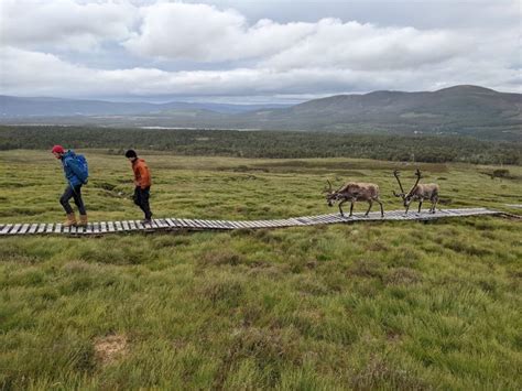 Behind The Scenes Of Our Naked Calendar The Cairngorm Reindeer Herd