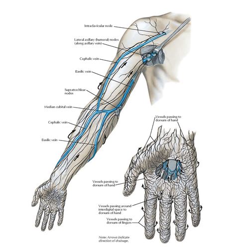 Lymph Vessels And Nodes Of Upper Limb Anatomy Pediagenosis