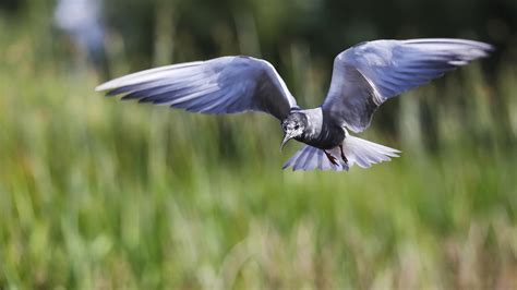 Artificial Nesting As A Way To Care For Birds United Nations