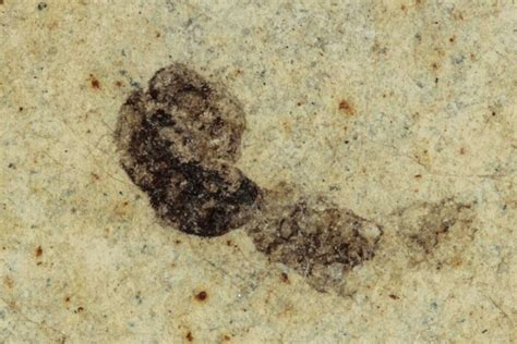 27 Fossil Insect Hymenoptera France 290712 For Sale