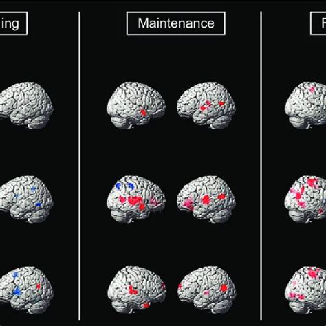 Brain Regions Showing Different Activation Patterns During Each Phase Download Scientific