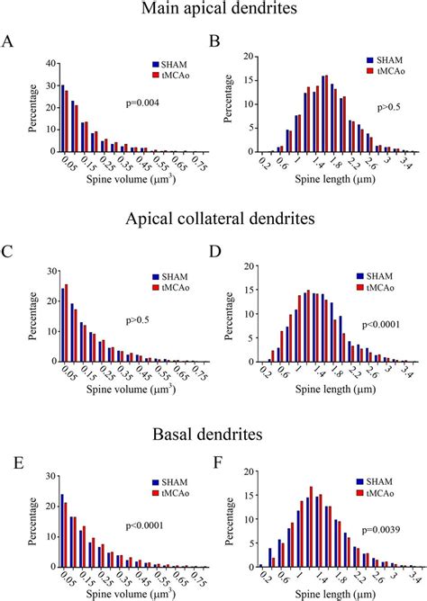frequency distribution analysis of dendritic spine morphology