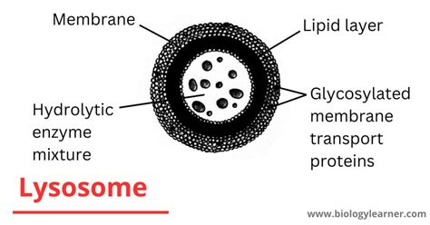 Lysosomes Definition Structure Functions