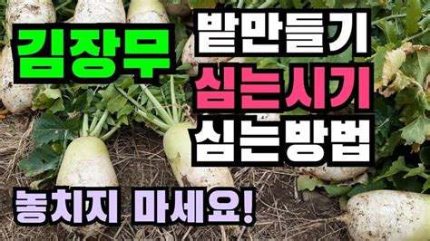 김장무우 심는시기 김장무우 파종시기 김장무우 재배법 김장무 김장무심기 김장무우 김장무우 심기 김장무 파종 김장무우 밑거름 김장무 밭만들기
