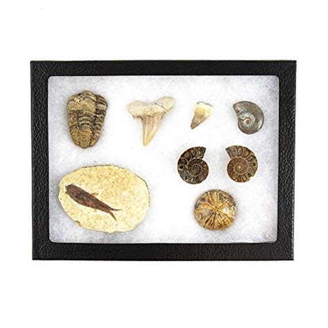 Museum Quality Fossil Collection Kit Featuring Dinosaur Want It All