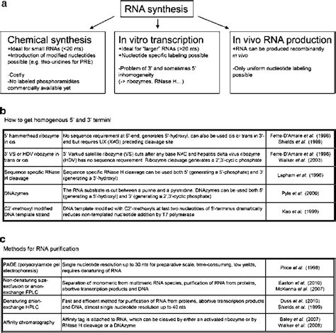 RNA Production A RNA Synthesis Can Be Performed Either By Download Scientific Diagram
