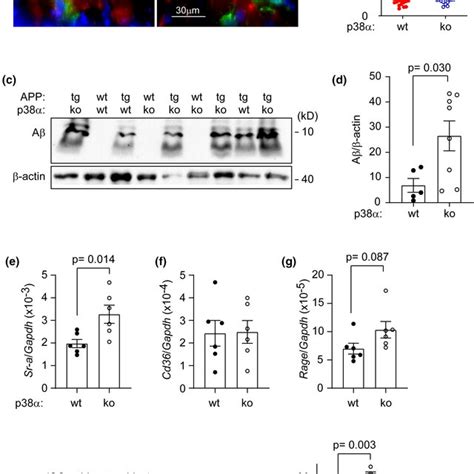 Deficiency Of P38α‐mapk In Myeloid Cells Differently Regulates