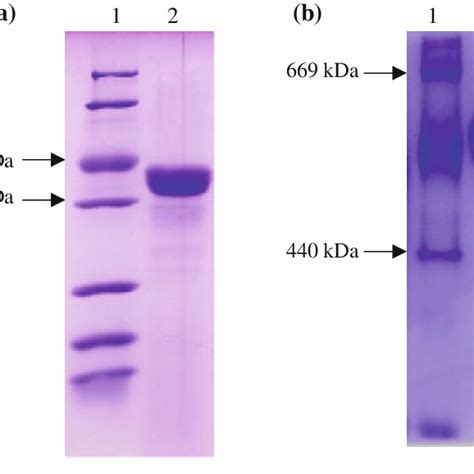 A Sds Page Analysis Of Nitrilase Samples Lane 1 Protein Marker Lane