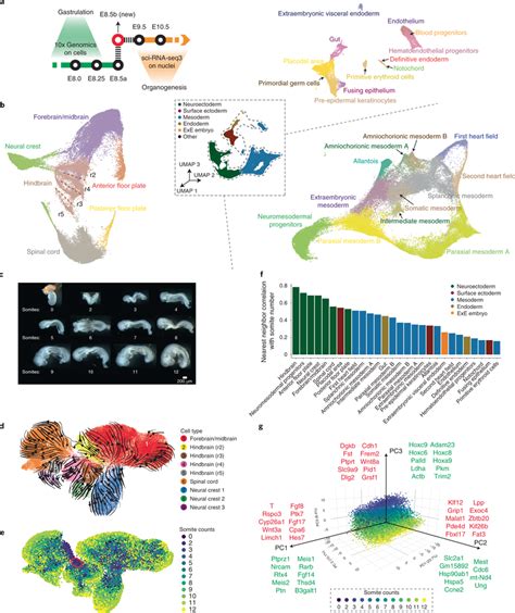 Intensive Scrna Seq Of Somite Resolved E8 5 Mouse Embryos A A New