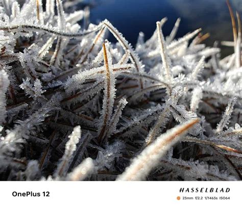 Official Oneplus 12 Camera Samples Are Now Available