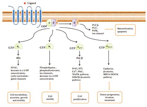 Signal Transduction Pathway G Protein