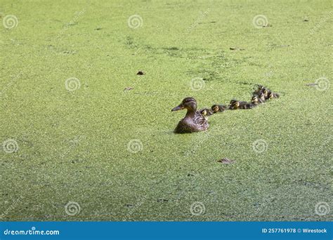 Rouen Duck With Its Ducklings Walking In A Green Grass Under Sunlight