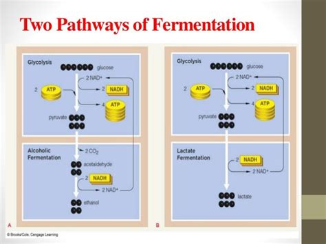 Fermentative Metabolism