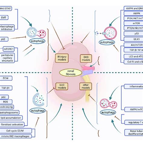 In Different Experimental Models Of Renal Fibrosis Autophagy Has A
