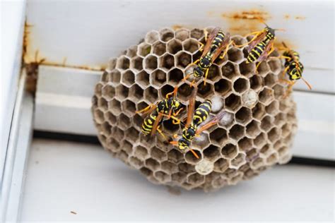 Steps To Take After Discovering A Wasp Nest My Pest Pros
