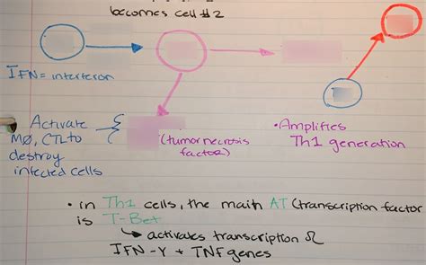 Diagram Of Th1 Differentiation Quizlet