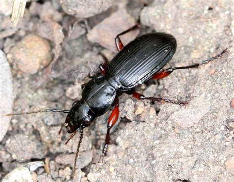 Black Clock Beetle Naturespot