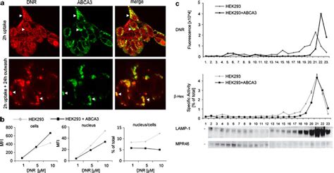 The Effects Of Atp Binding Cassette Transporter A3 Abca3