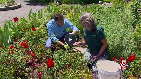 Tips On The Proper Care Of Roses Throughout The Year APGA Tips On The Proper Care Of Roses Throughout The Year APGA