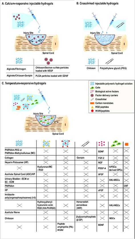 In Situ Injectable Hydrogels Types Of Gelification And Examples Of Download Scientific Diagram