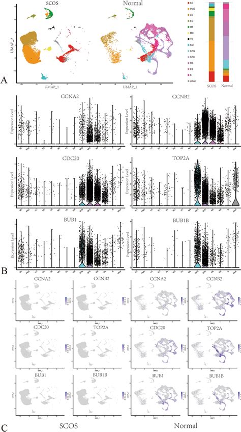 Validation Of Hub Genes In Single Cell Transcriptome Dataset A UMAP Download Scientific