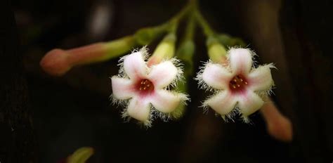 Discover Ecuadors National Tree The Cinchona
