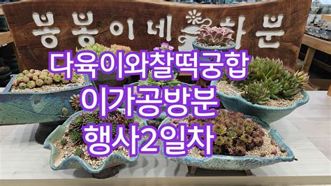 8월2일 봉봉이네화분수제공방분다육화분다육이와찰떡궁합이가공방분행사2일차 Youtube
