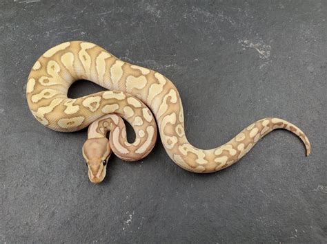 Banana Lesser Yellowbelly Het Clown Ball Python by JSA Reptiles - MorphMarket