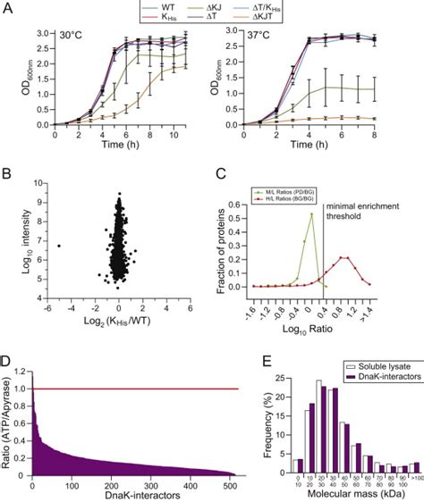 Isolation Of Dnak Interactor Complexes Related To Figure 1 Download