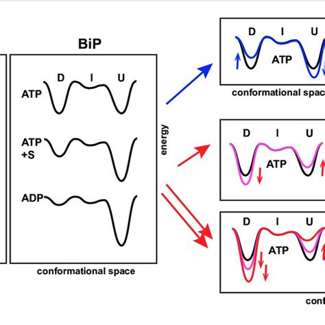 The Unique Features Of The Bip Conformational Landscape And Its