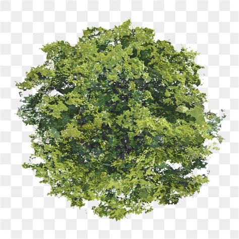Tree Png Top View Spring Premium Png Rawpixel Tree Plan Photoshop Tree Photoshop Trees